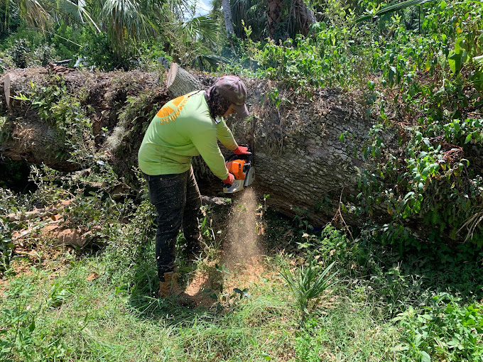 Tree Services – A&M Tree Trimming LLC