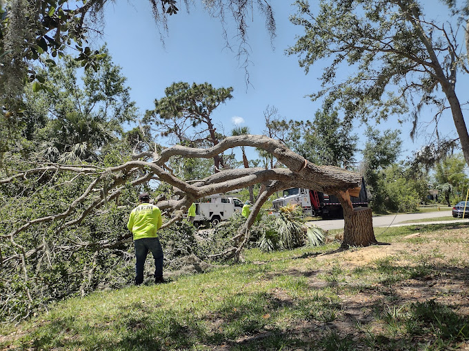 Tree Services – A&M Tree Trimming LLC